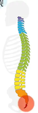 Dor no cóccix: o que é, quais sintomas e tratamentos? - Doutor Ajuda